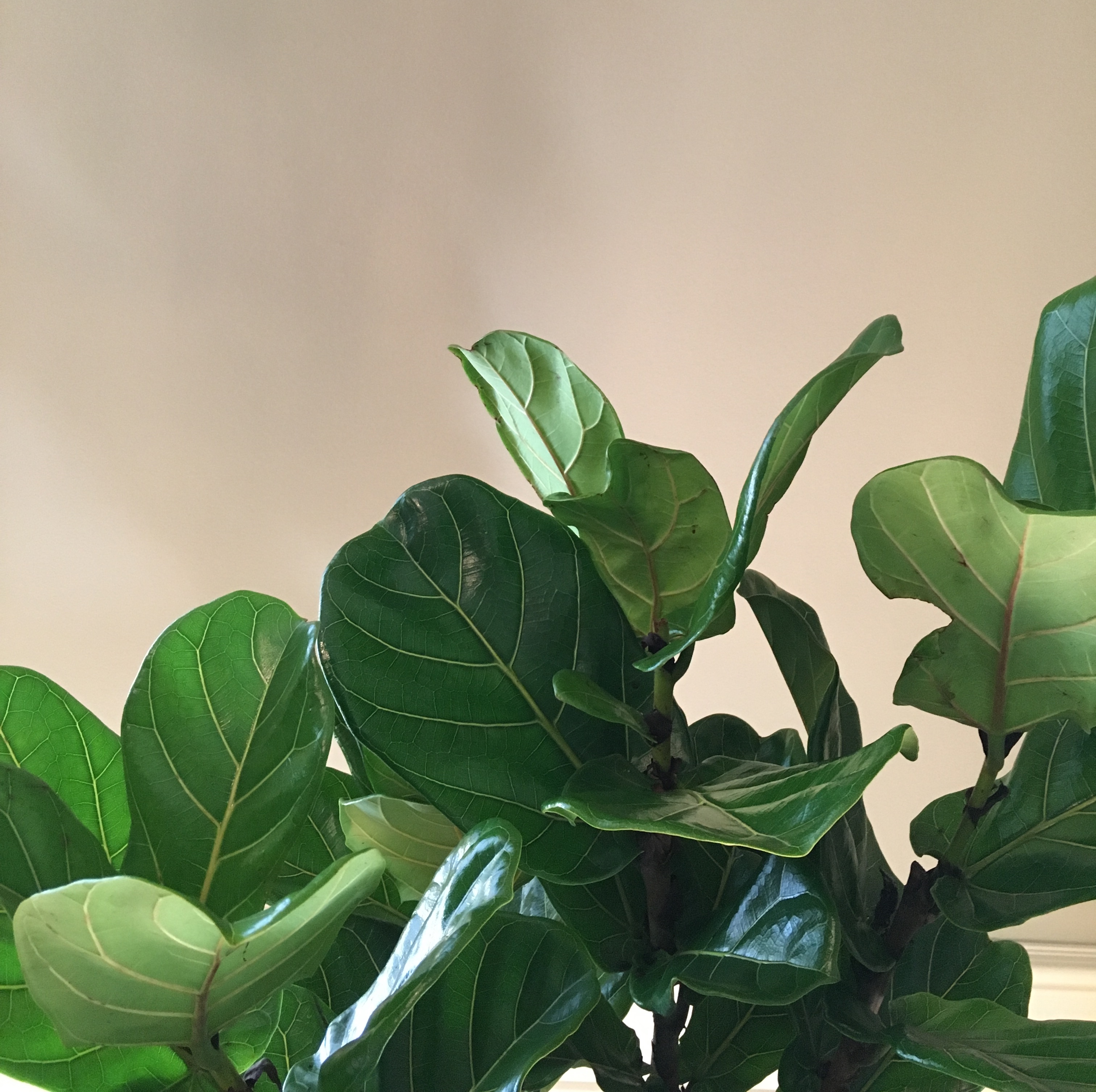 Fiddle Fig – Pointes of View